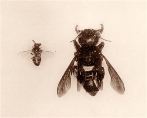 Wallaces Giant Bee Worlds Largest Bee Rediscovered In Indonesia