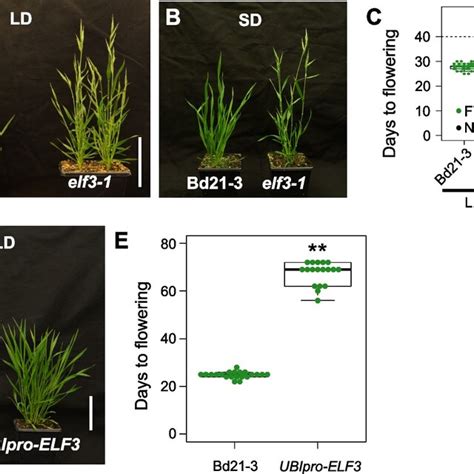 Elf3 Is Necessary For Photoperiodism In Brachypodium A C Elf3 1 Shows Download Scientific