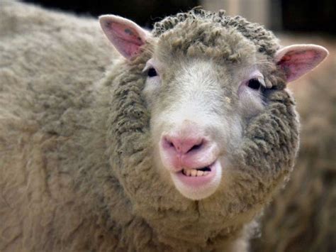 Dolly The Sheep To Be Honoured With Blue Plaque In Edinburgh The Independent