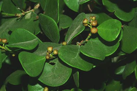 10 Herba Malaysia Yang Baik Untuk Kesihatan Anda 2026 Sihat And Terbaik