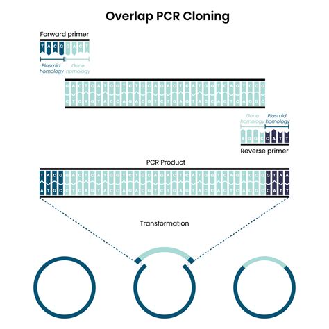 Overlap Polymerase Chain Reaction Pcr Cloning Vector Graphic 11651304
