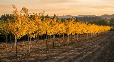 Skyline Honey Locust Amherst Nurseries