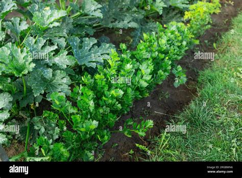 Close Up Of Celery Plantation Leaf Vegetable In The Vegetable Garden