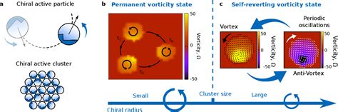 Figure 1 From Self Reverting Vortices In Chiral Active Matter Semantic Scholar