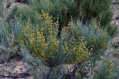 Ephedra intermedia - Изображение особи - Плантариум