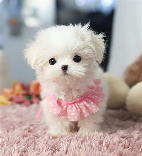 Github Kim Seonghyunintroduction To Programming Using Java Version 90 Javafx Edition