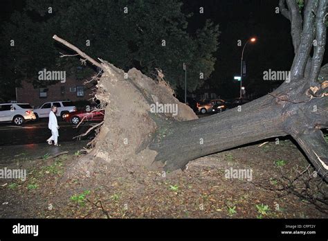 A Fallen Tree In The Queens Village Neighborhood In The Queens Borough Of New York A Brief But