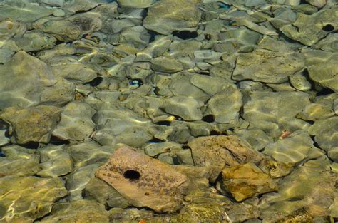 Виды водоросли в пруду - 73 фото