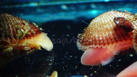 Anadara Inaequivalvis Bivalve Mollusk An Invader In The Black Sea An Invasive Species Stock