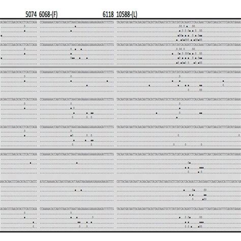 Representative Analysis Of Transitions Full Circles And Transversions