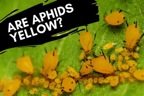 Are Aphids Yellow How To Identify And Repel Yellow Aphids Backyard