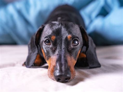 What Is The Life Expectancy Of A Dachshund I Love Dachshunds