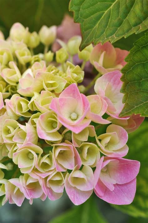 Hortensia Flowers Background Stock Image Image Of Close Background