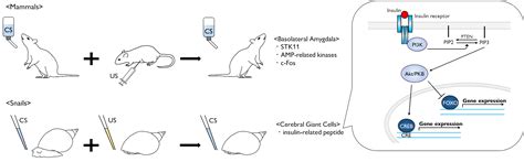 John Garcia Taste Aversion