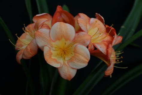Clivia Sa Producing Clivia With Pedigree Specialising In Colour
