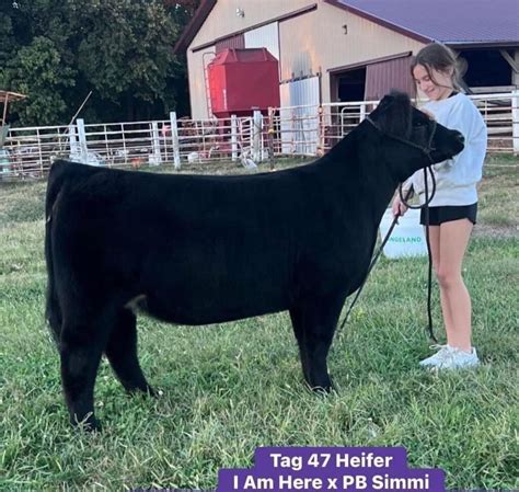 Calf Sale Fall Winter Bull Lease Sale Semen Offering And Embryo