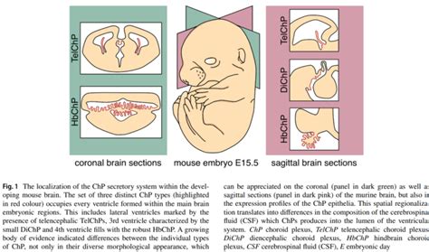 Regulation of choroid plexus development and its functions Oddělení fyziologie a imunologie