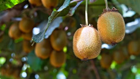 New Psa Flare Up As Disease Spreads Nz Herald