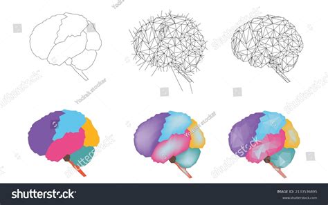 Drawing Brain Step By Step Low เวกเตอรสตอก ปลอดคาลขสทธ 2133536895 Shutterstock