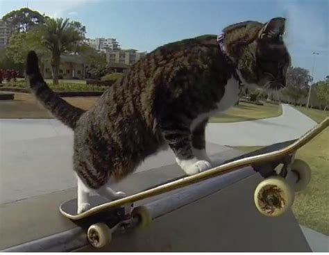 Skateboarding Cat Captured On Gopro Hero 3 Camera Cute Cat