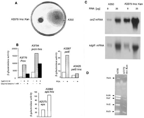 Behavior Of The Erwinia Chrysanthemi Hns Mutant A Motility Assay On Download Scientific