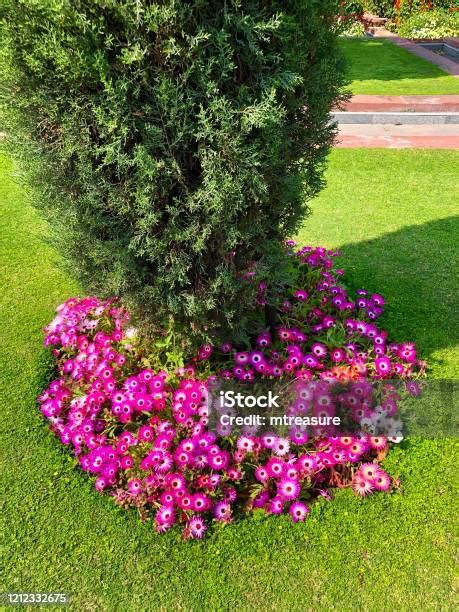 화창한 날에 밝은 색상의 분홍색 Mesembryanthemum 화단 새로 Mown 큰 녹색 정원 잔디에 원형 화단의 이미지 단단히 자른 잔디 0명에 대한 스톡 사진 및 기타