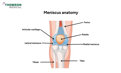Knee Meniscus Anatomy What It Is And How Does It Work Thomson Medical