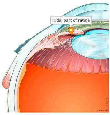 Iridal Part Of Retina E Anatomy Imaios
