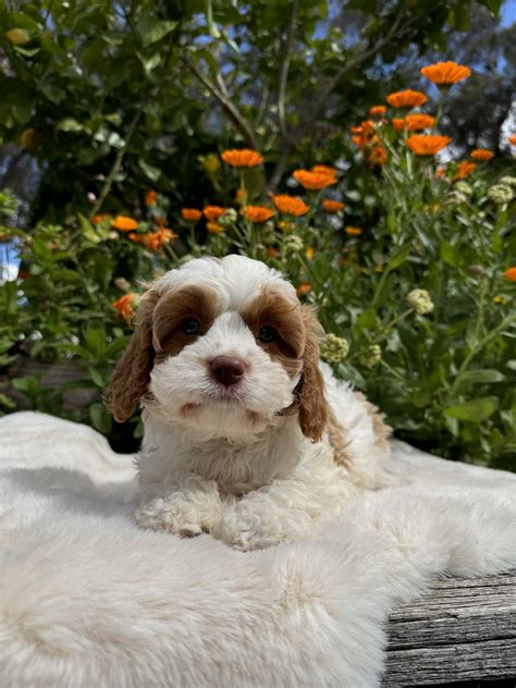 Cavapoos Woof Loof