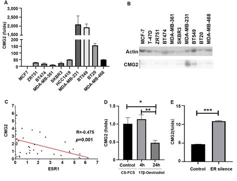 Sex Hormone Regulated Cmg2 Is Involved In Breast And Prostate Cancer Progression Cancer