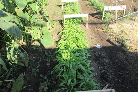 特定非営利活動法人萌へのレビュー・商品：神奈川県｜食べチョク｜産地直送 産直 お取り寄せ通販 農家・漁師から旬の食材を直送