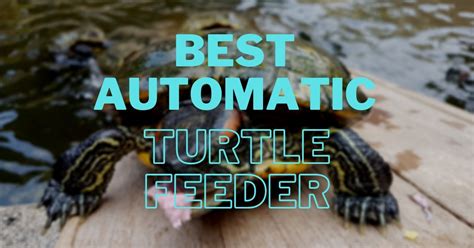 Best Automatic Turtle Feeder At Cooper Betts Blog