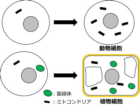 細胞内共生説：ミトコンドリアと葉緑体の起源 せいぶつ農国