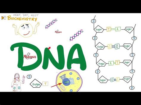 Free Video DNA Structure And Function Nucleosides And Nucleotides Biochemistry And Biology