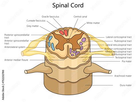 human spinal cord structure vertebral column diagram hand drawn