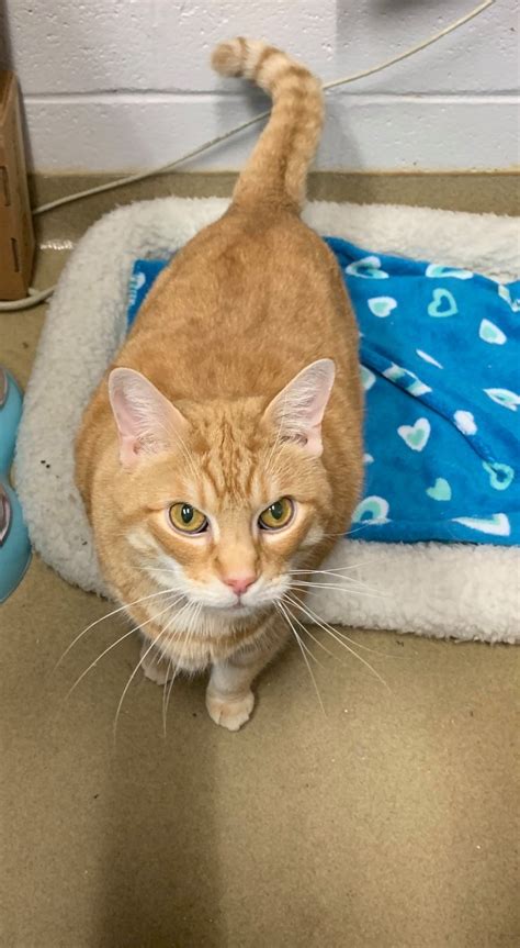 Jackie 1 Talbot Humane