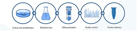 Preclinical Grade Plasmid Dna Preparation Service Kmd Bioscience