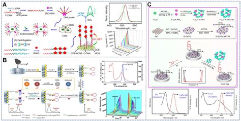 Schematic Of The Potential Resolved Ecl Ret Biosensors Based On A The