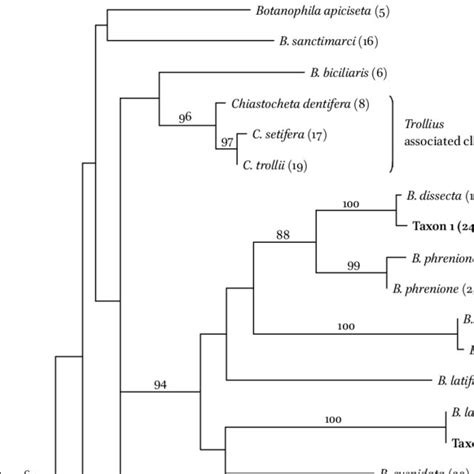 maximum likelihood ml phylogram based on sequences of the