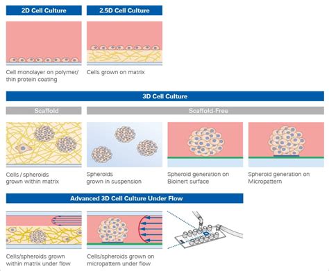 3d Cell Culture Models I Overview I Ibidi Blog