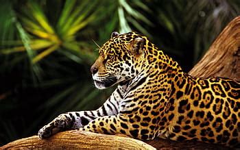 Rainforest Biome Animals
