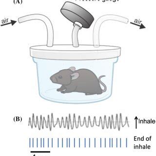 Whole‐body Unrestrained Plethysmograph Recording A Custom‐made