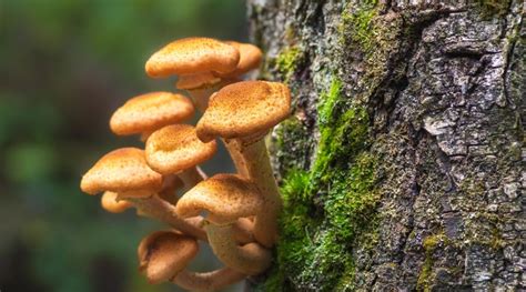 Mushroom On Tree What It Means And How To Protect Your Tree