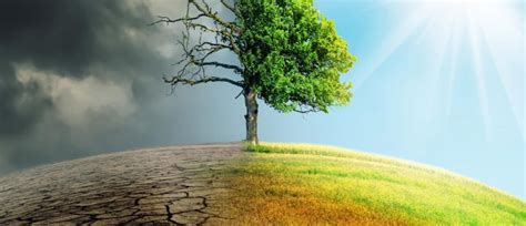 Arrowroot Powder Benefits Uses And Side Effects Simplexplainer