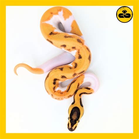 Super Od Yb Enchi Leo Fire Pied Ball Python By Snke Ltd