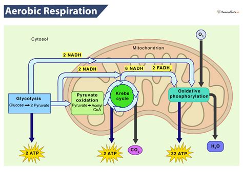 Aerobic Respiration
