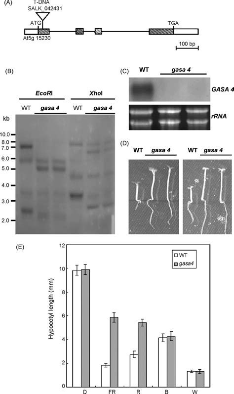 Phenotypic Investigation Of The Gasa4 T Dna Inserted Mutant Seedlings