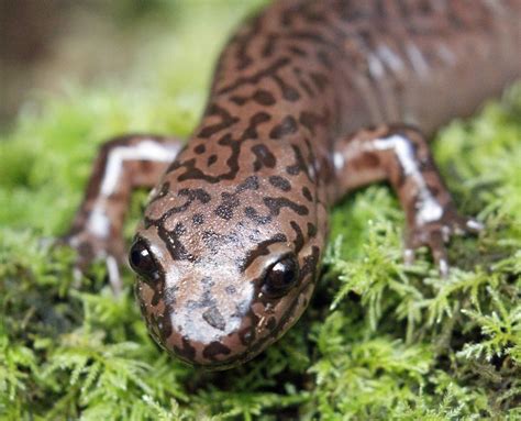 Pacific Giant Salamander Size