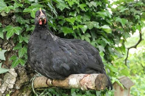 Hähne Reinrassiger Silverudds Blå Junghahn In Schwarz Gold Kaufen