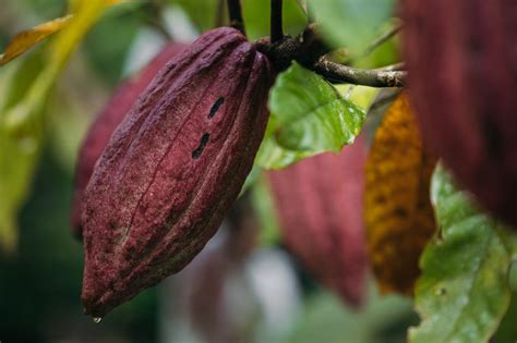 Commodity Roadmap National Greening Program